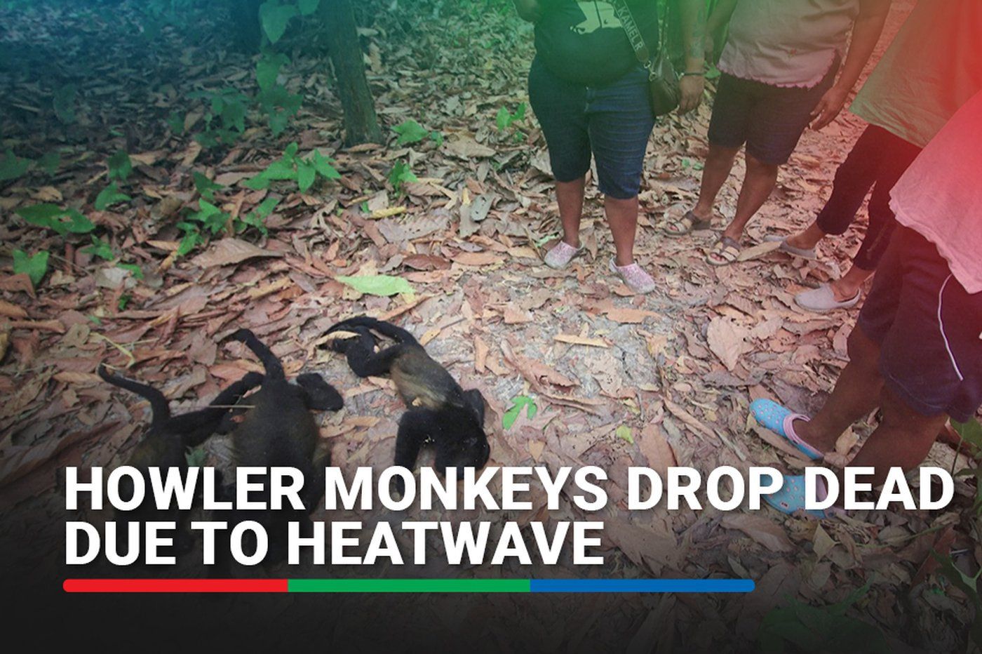 Mexico's howler monkeys dropping dead in fierce heatwave | ABS-CBN News