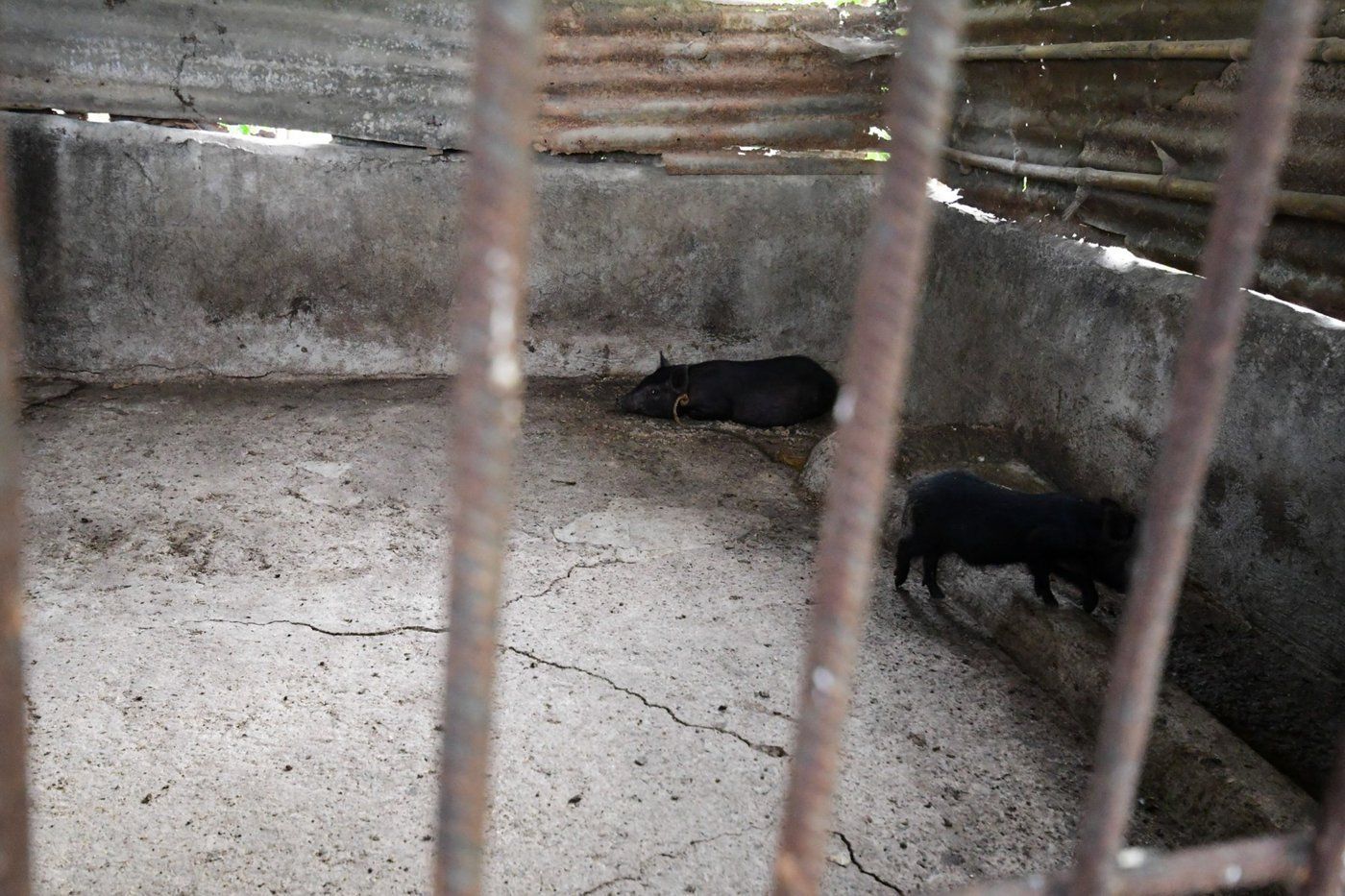 DA eyes rollout of ASF vaccines next week | ABS-CBN News