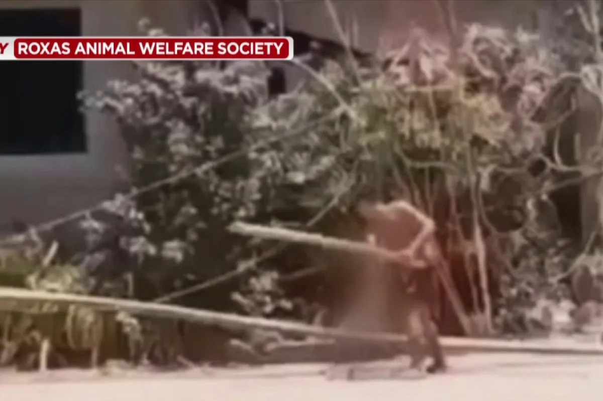 SAPUL SA VIDEO: Pang-aabuso, pagpatay sa aso sa Capiz | ABS-CBN News