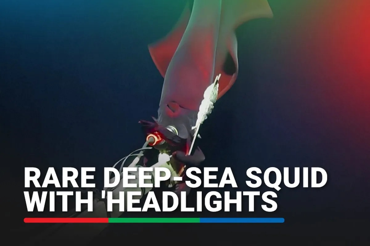 Rare deep-sea squid with 'headlights' filmed by scientists | ABS-CBN News