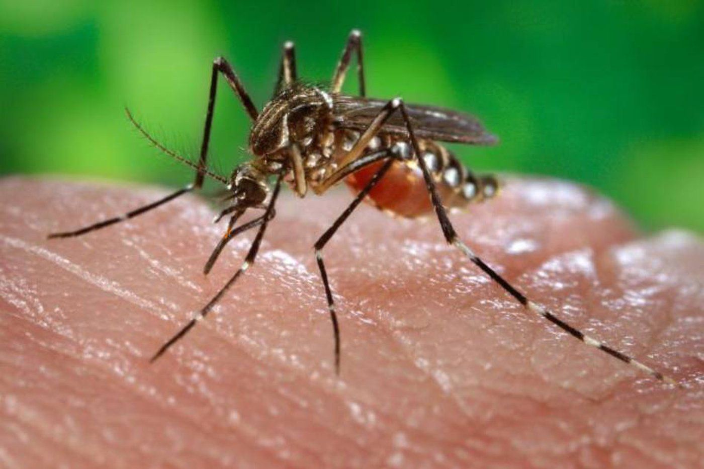 Dengue cases up in PH, deaths down: DOH | ABS-CBN Metro.Style