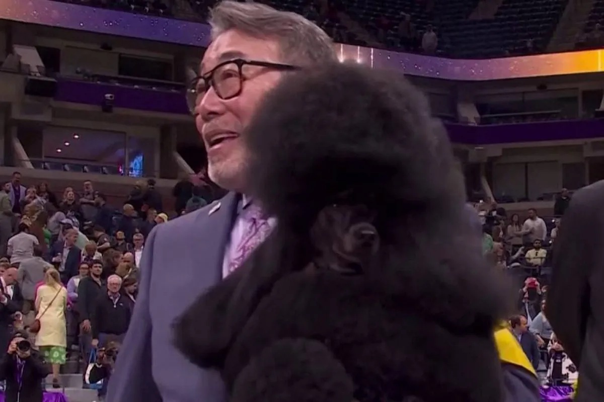Miniature poodle wins Best in Show at Westminster Kennel Club Dog Show ...