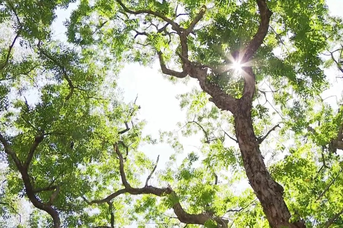 Iwas-alinsangan tips ngayong tag-init | ABS-CBN News