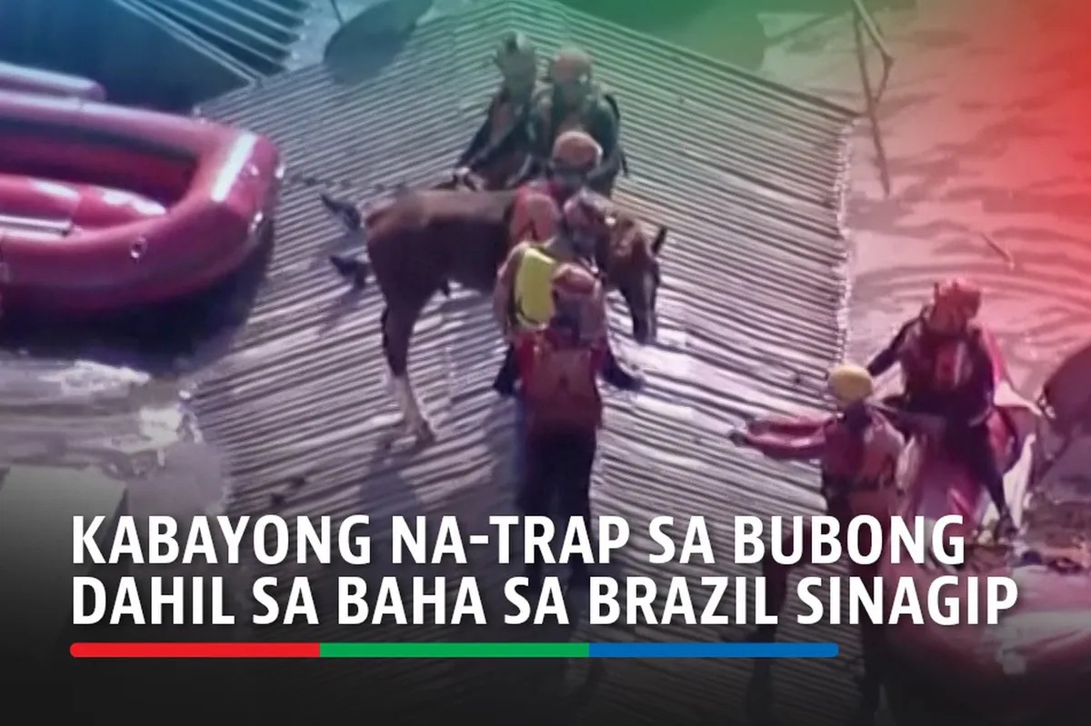 Kabayong na-trap sa bubong dahil sa baha sa Brazil sinagip | ABS-CBN News