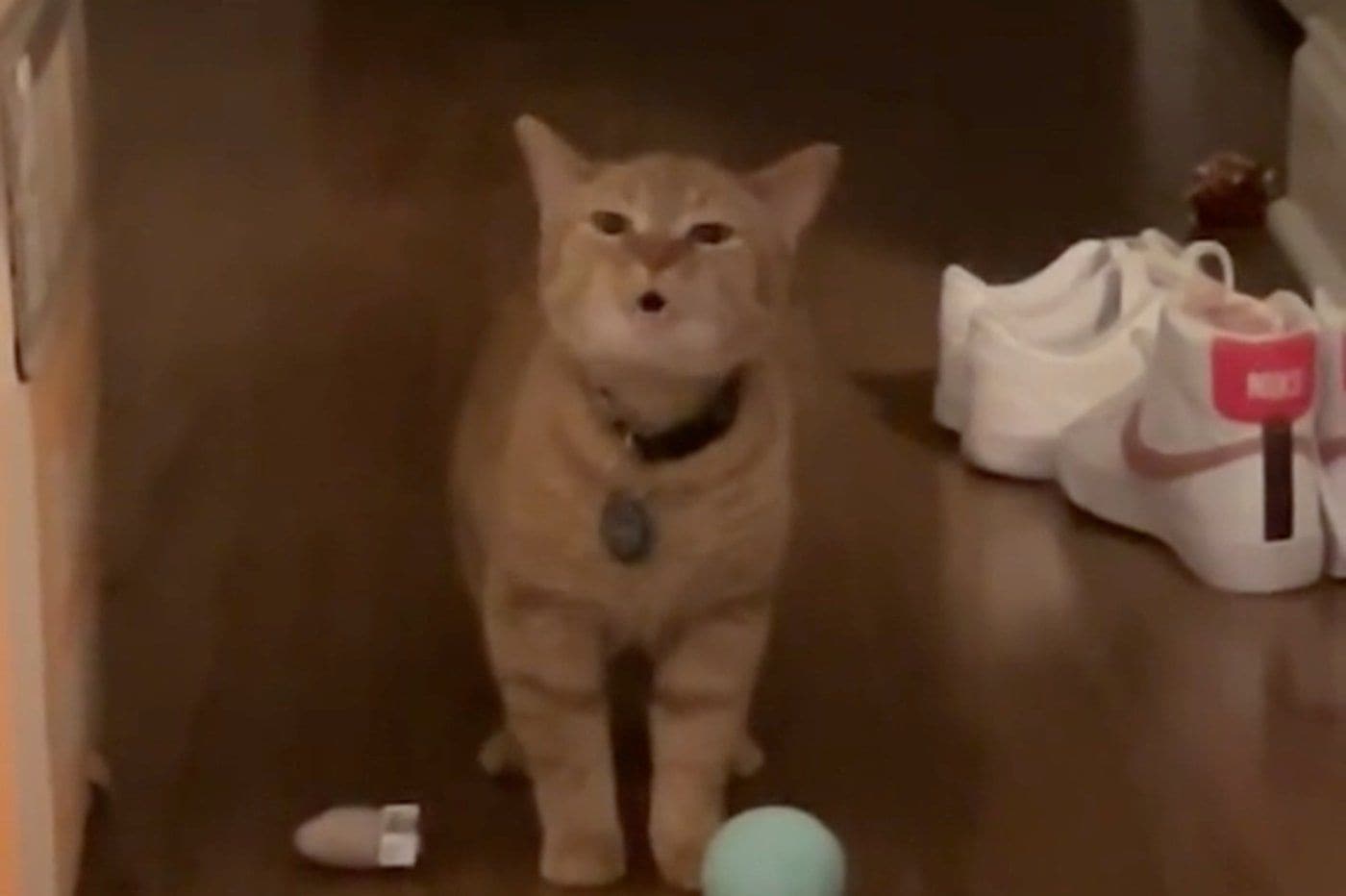 Viral 'I Go Meow' cat passes away due to old age | ABS-CBN Lifestyle