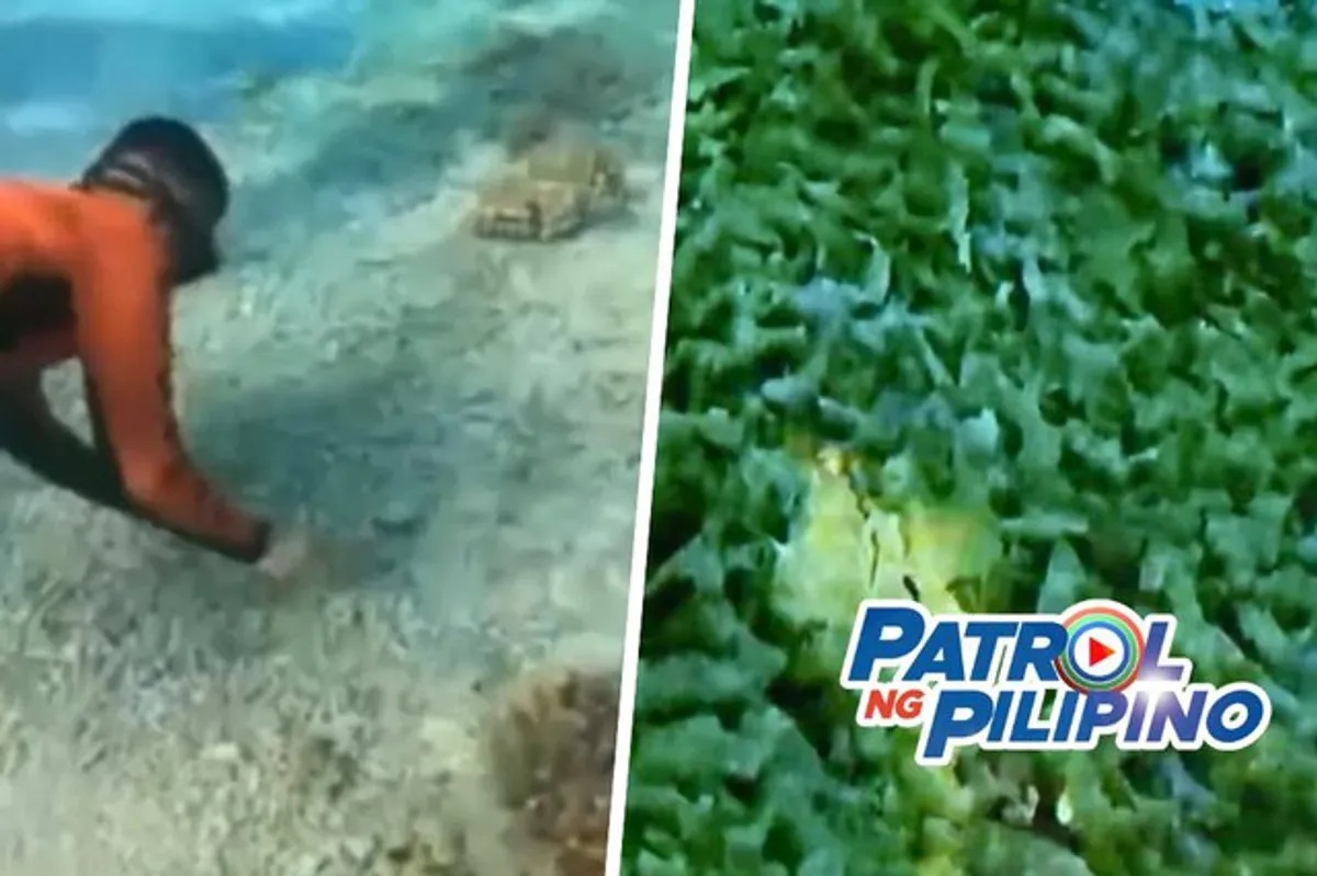 Bakit dapat bantayan ang tangkang reclamation activities sa Escoda ...