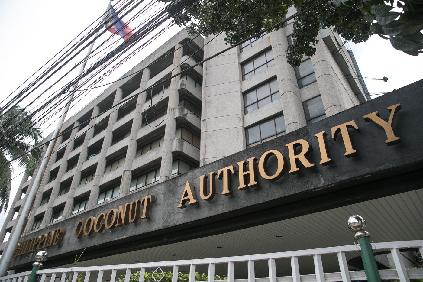 Philippine Coconut Authority to mount national coconut planting program ...