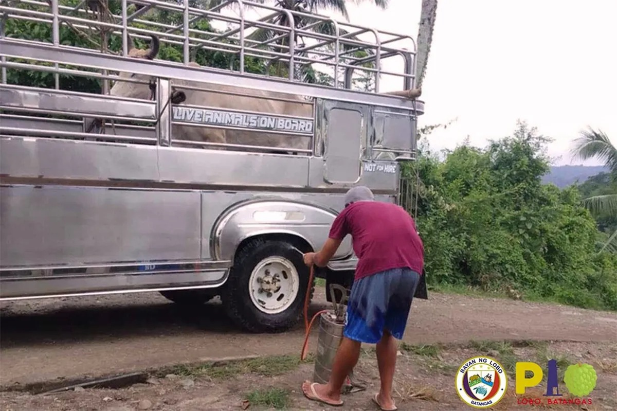 Lobo town placed under state of calamity due to ASF | ABS-CBN News