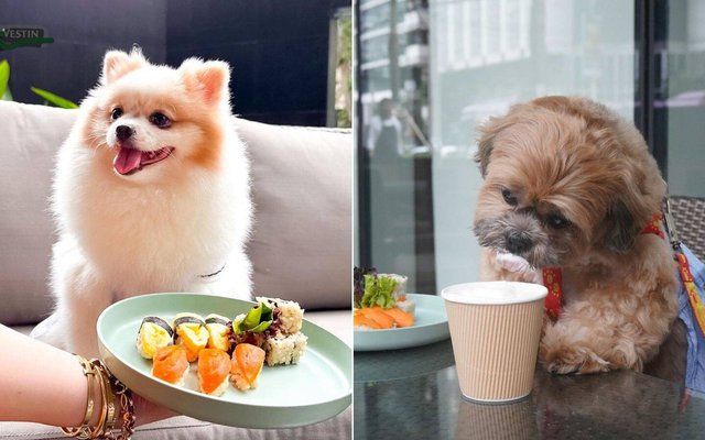 13 Best Pet Friendly Restaurants In Manila 2023 | ABS-CBN Metro.Style