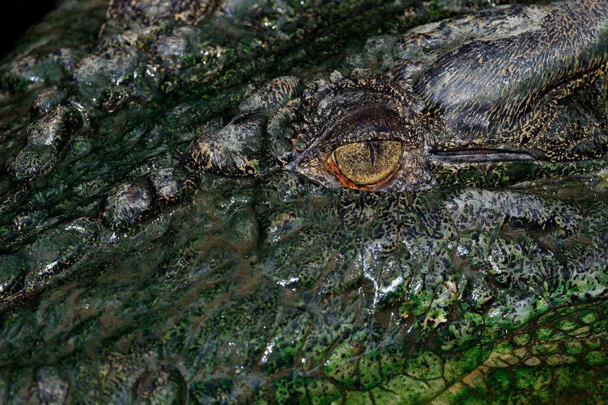 Australian fisherman killed by croc after falling into river | ABS-CBN News