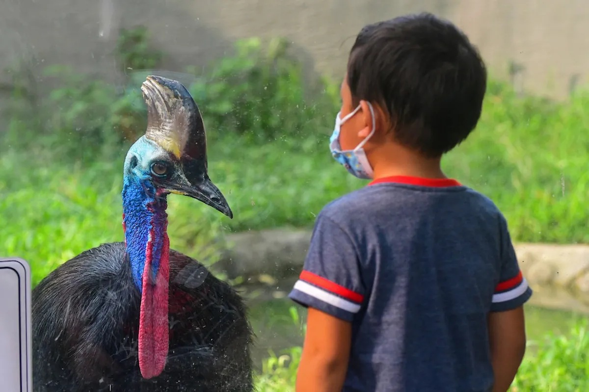 Shadowy exotic pet trade thrives in Pacific island nation | ABS-CBN News
