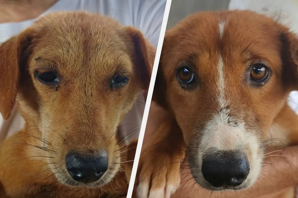 'PM to save a life': Group seeks help to save dogs from Digos pound ...