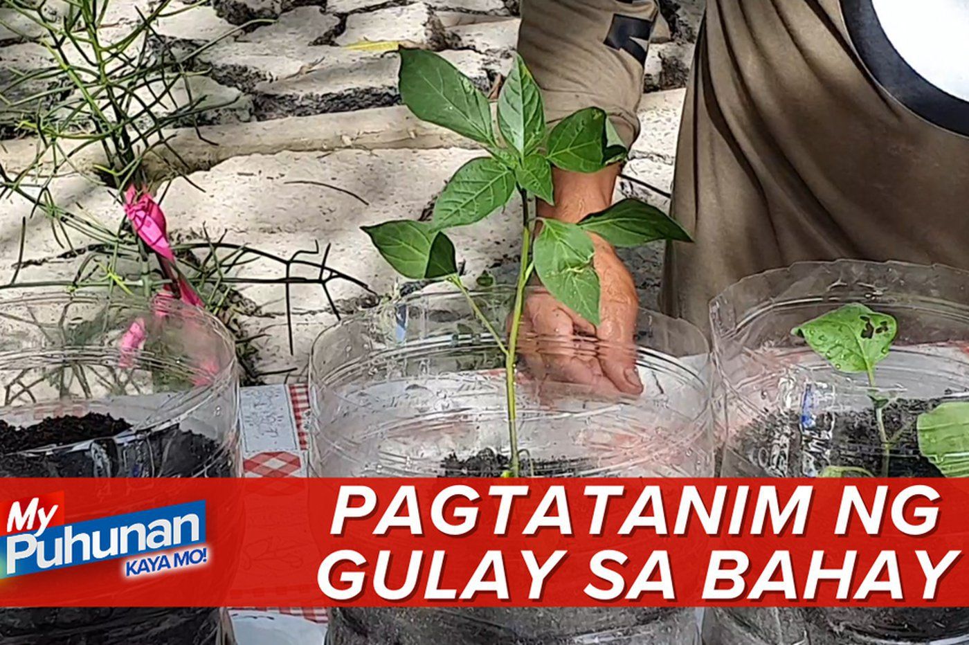 'My Puhunan: Kaya Mo!': Pagtatanim ng gulay sa Bahay, alamin | ABS-CBN Metro.Style
