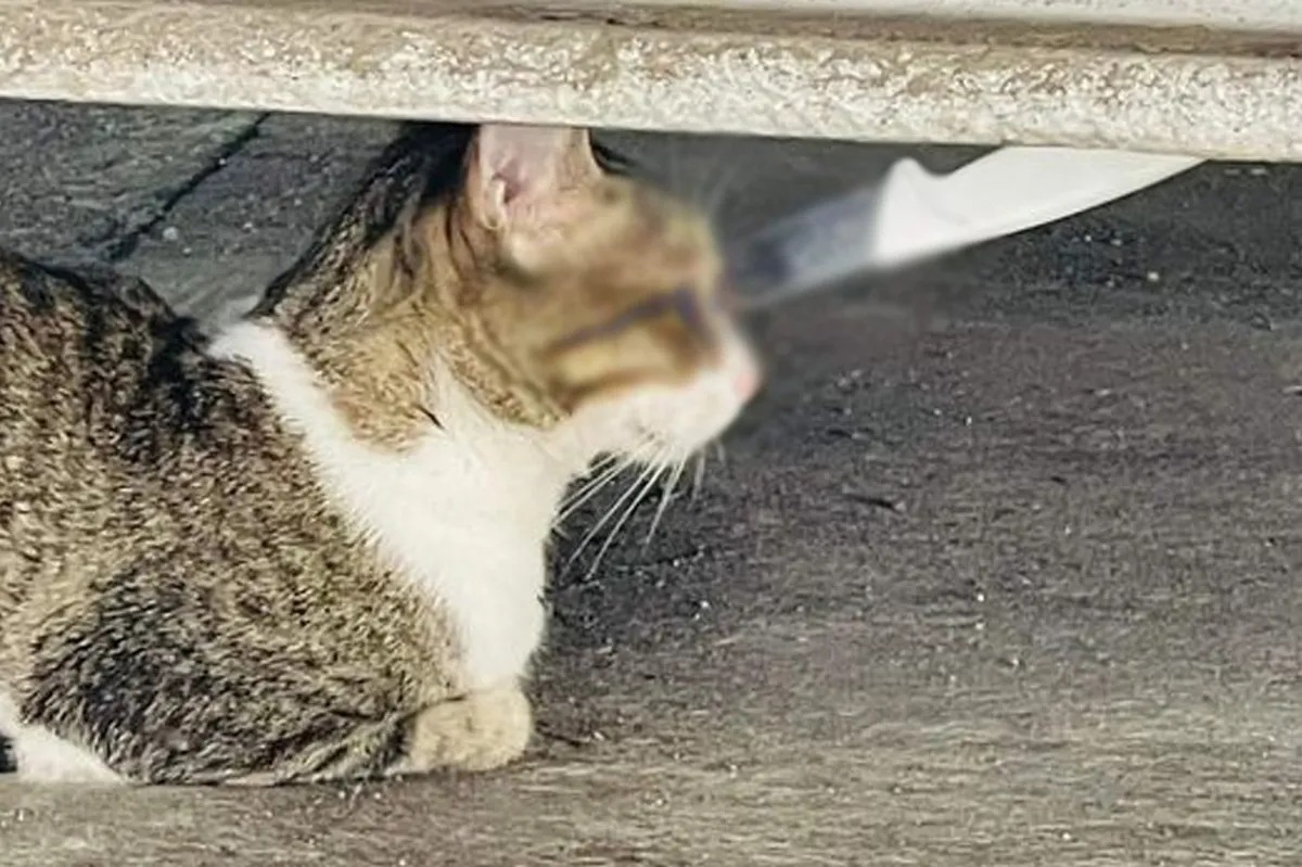 Cat stabbed in the eye; social media users call for justice | ABS-CBN News