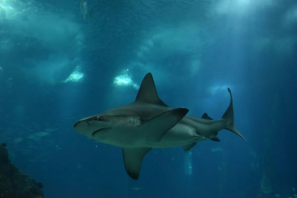 Who needs males? Female sharks make babies alone in Italy | ABS-CBN News