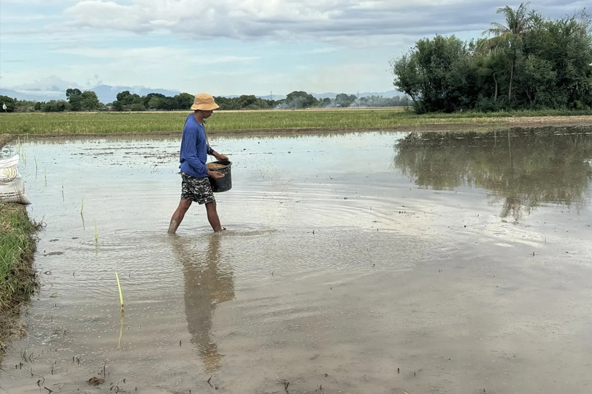 'PH rice granary' hopes for better days ahead after P103-M palay losses ...