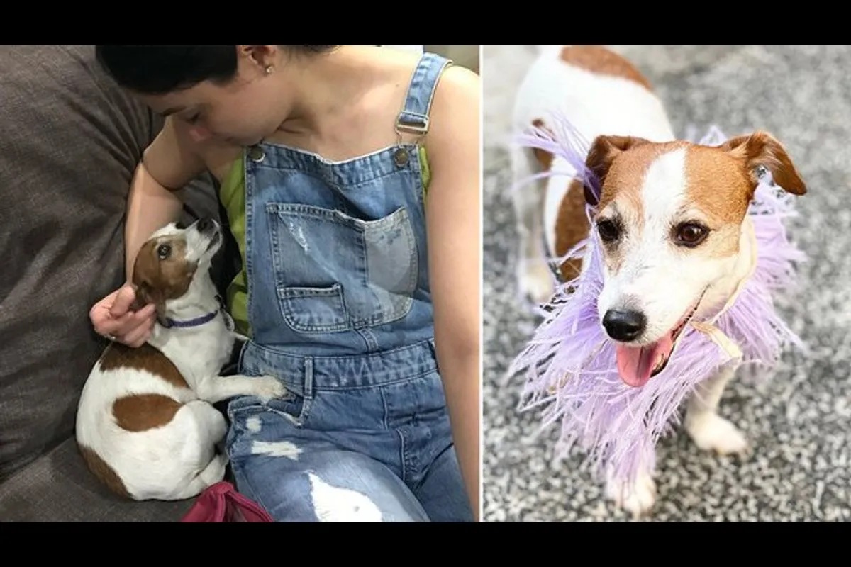 Carla Abellana’s pet dog of 11 years dies | ABS-CBN Entertainment