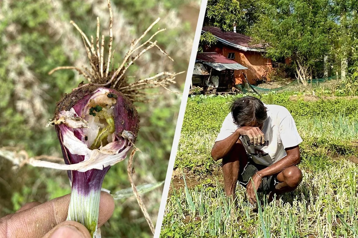 Pesteng harabas sinira ang mga sibuyas sa Nueva Ecija | ABS-CBN News