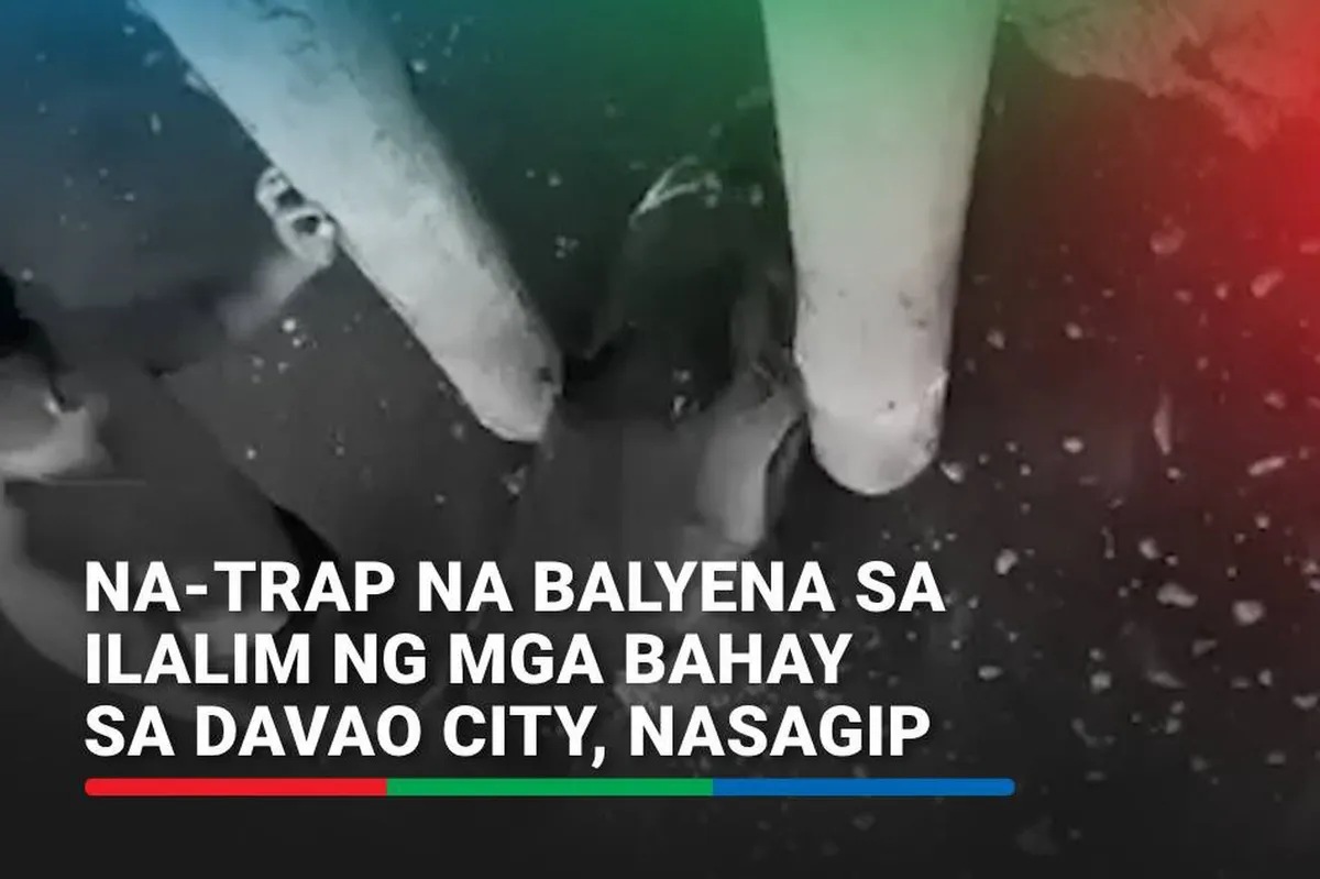 Balyena, sinagip matapos ma-trap sa ilalim ng mga bahay sa Davao City | ABS-CBN News