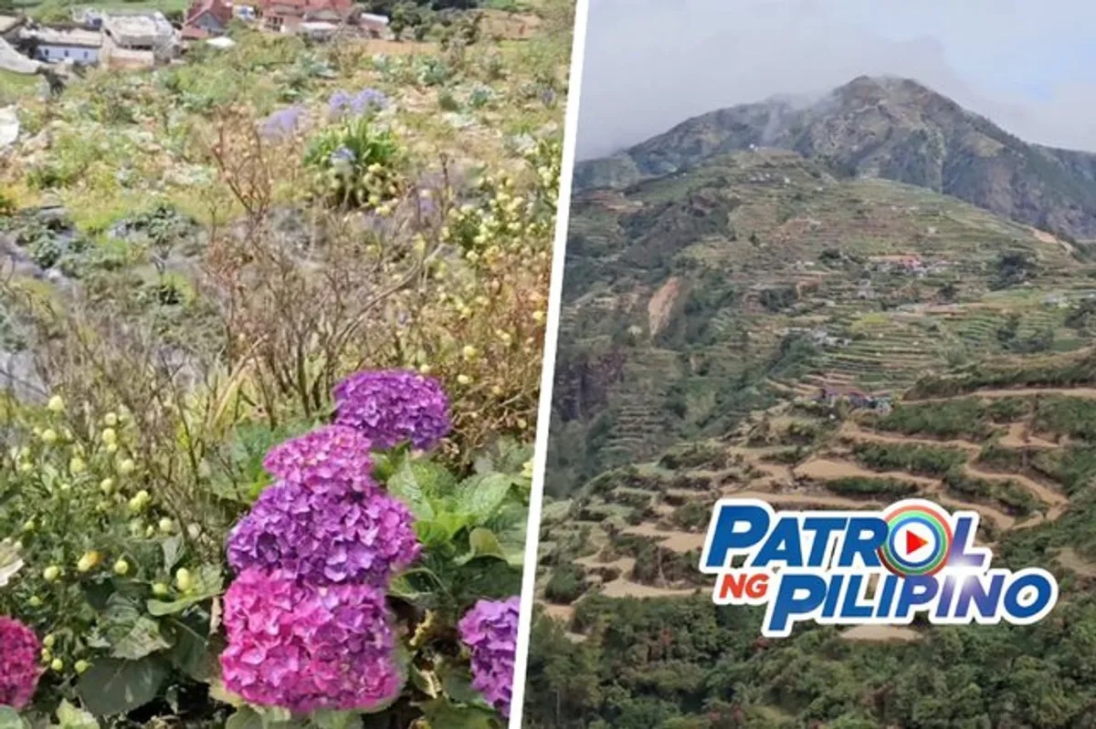 Northern Blossoms Flower Farm sa Benguet, in ‘full bloom’ hanggang ...