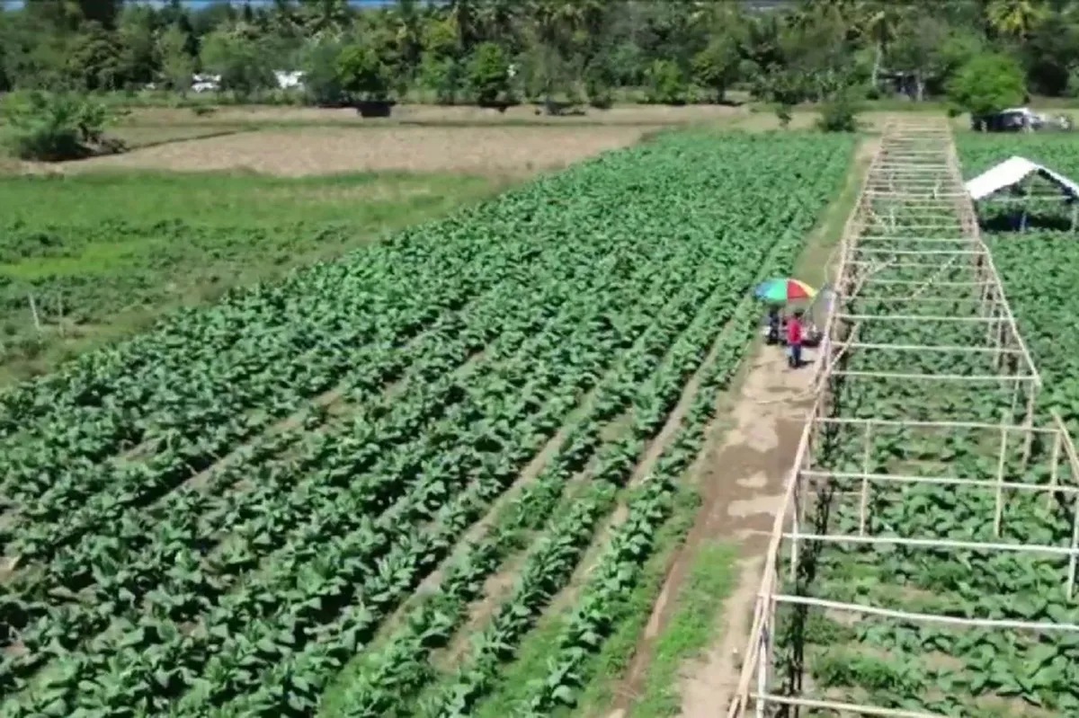 Pinsala na dulot ng tagtuyot, umabot na ng P900 milyon | ABS-CBN News