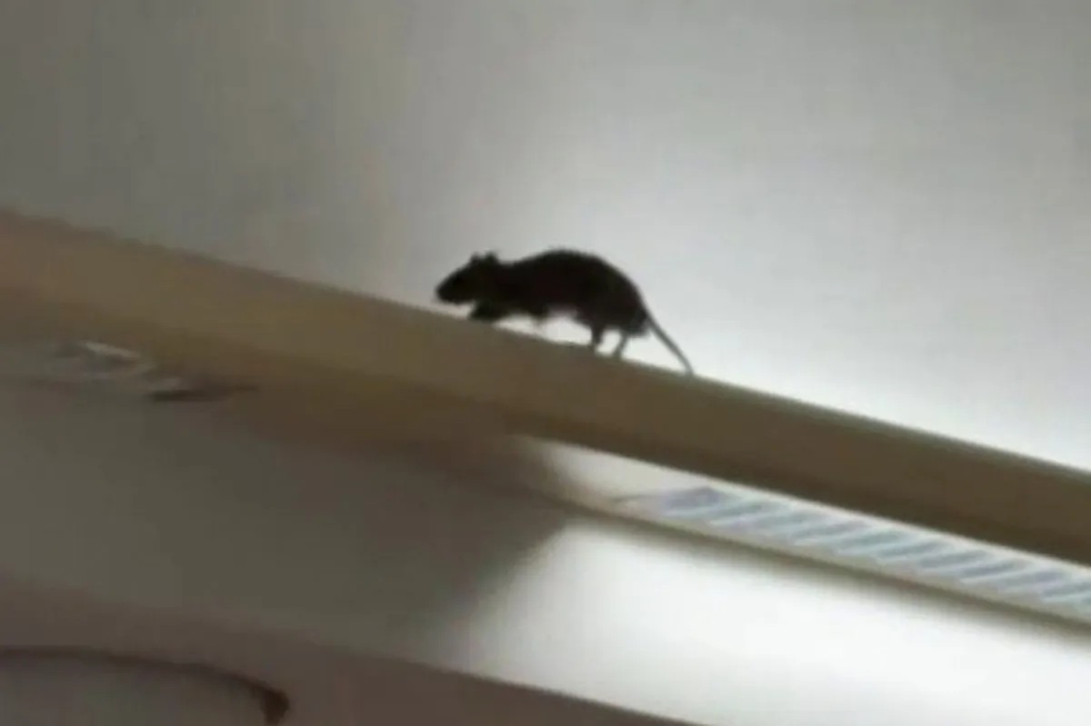 Rodent spotted roaming in NAIA | ABS-CBN News