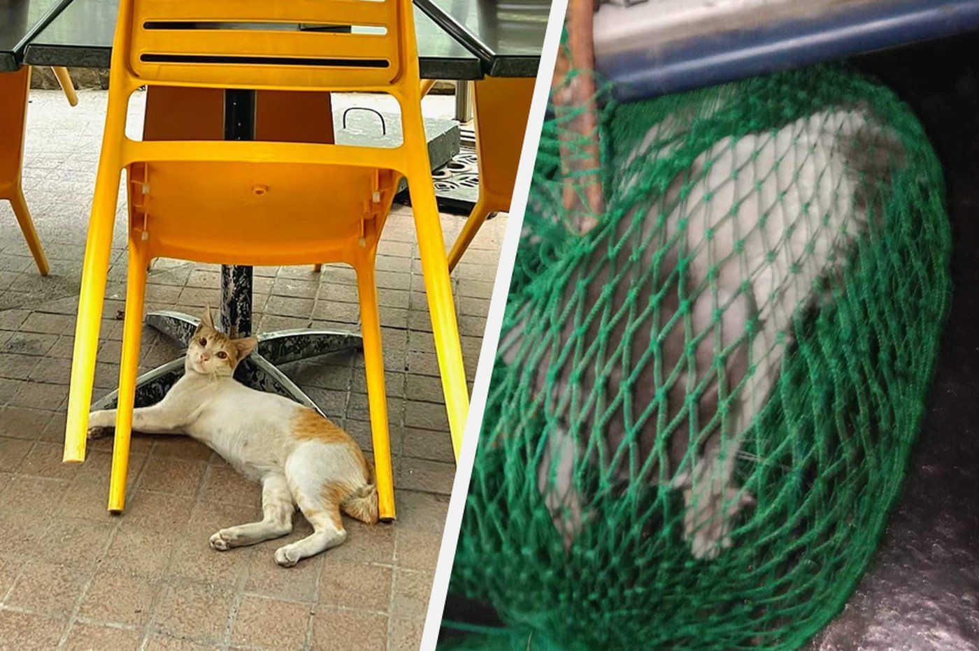 Araneta City assures public of cats’ safety in mall premises amid viral ...