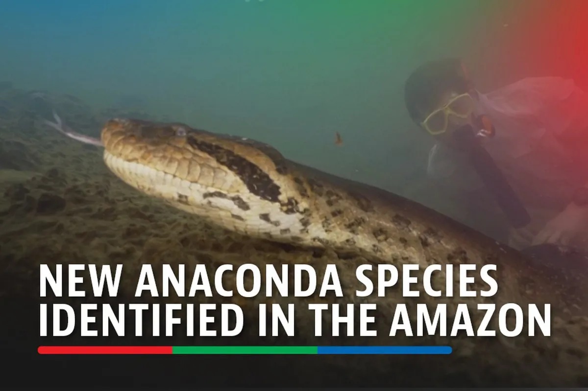 New anaconda species identified in the Amazon during an expedition with ...