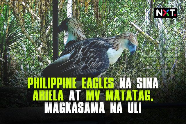 Philippine eagles na sina Ariela at MV Matatag, magkasama na uli | ABS ...