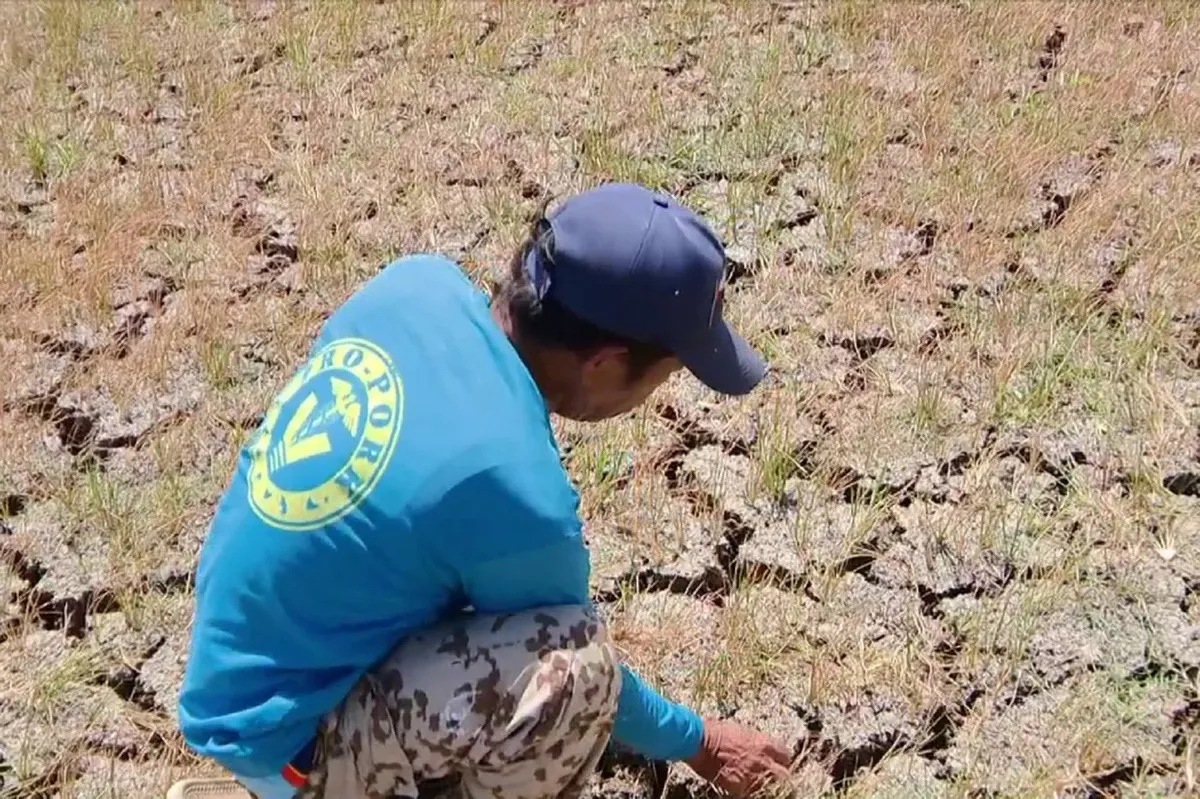 Halos 1,500 ektaryang palayan sa Bulacan natuyot | ABS-CBN News