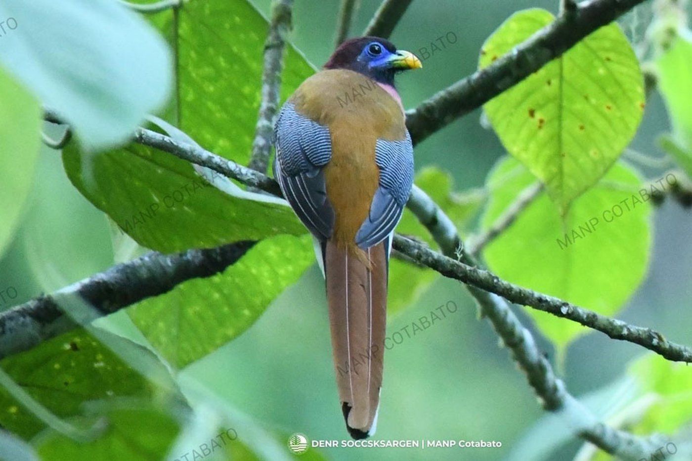 4 'Ibong Adarna' spotted on Mount Apo | ABS-CBN News