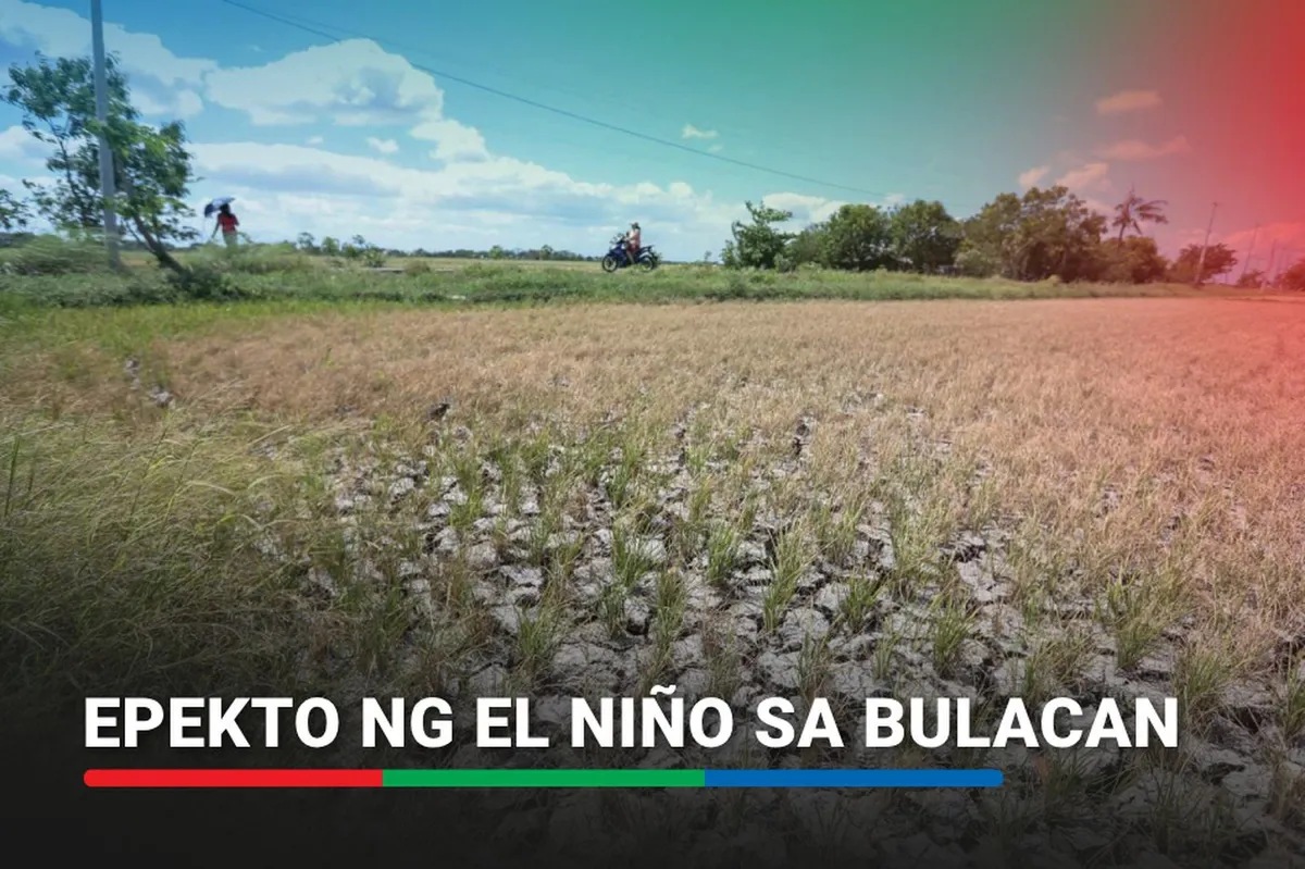 Sakahan sa San Miguel, Bulacan apektado din ng El Niño | ABS-CBN News
