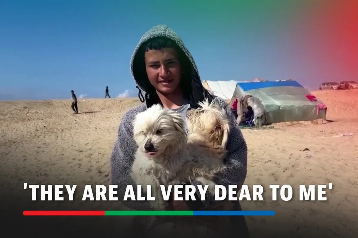Pet dogs bring both joy and worry to displaced Gaza teenager | ABS-CBN News