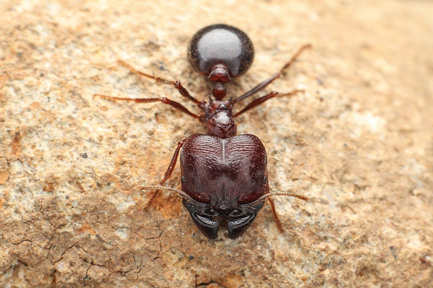 How an invasive ant caused lions to change their diet | ABS-CBN