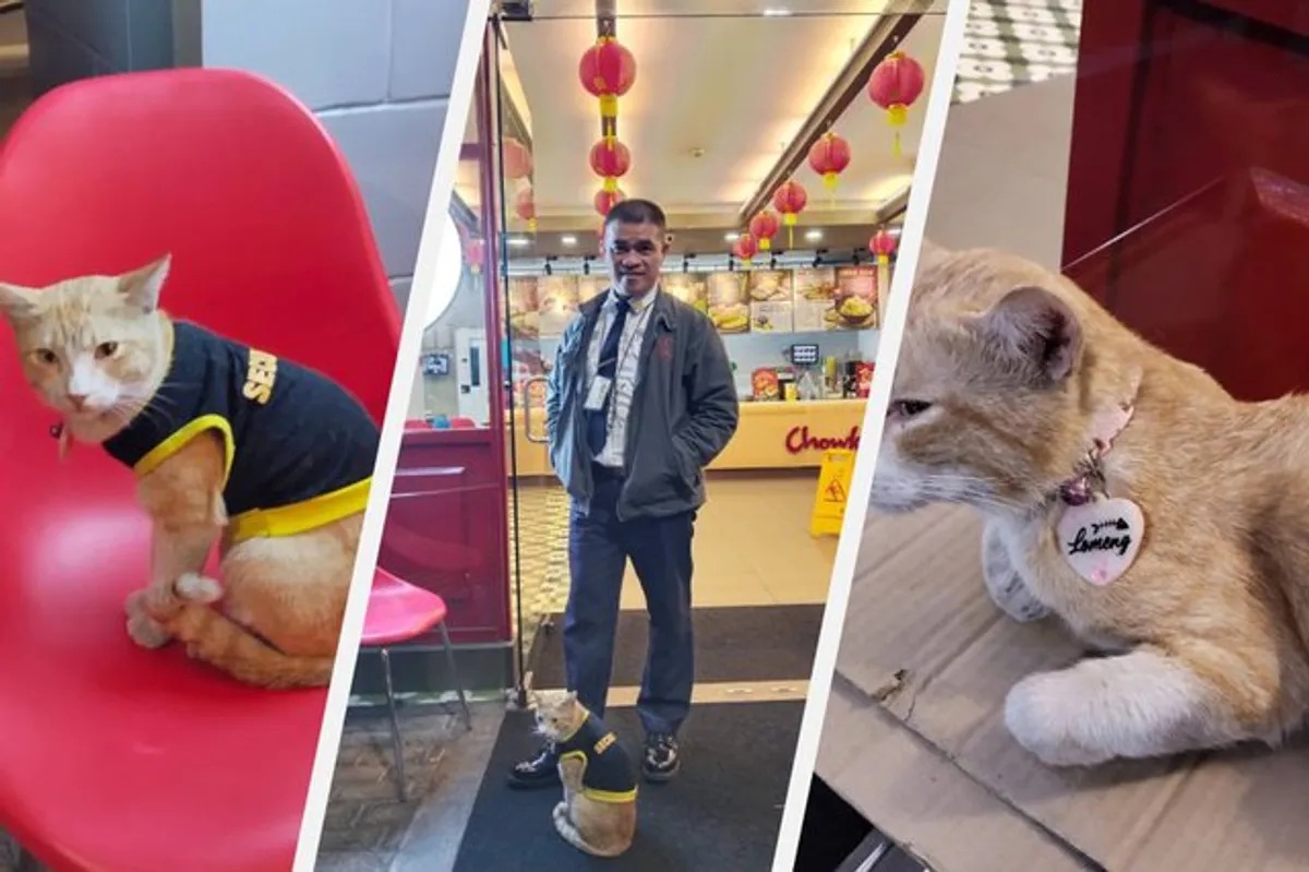 Where is Ofan? Help find this missing 'security guard' cat | ABS-CBN News