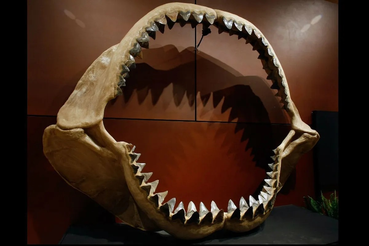 'The Meg' shark was actually quite thin, scientists say | ABS-CBN Lifestyle