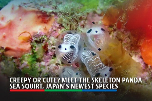 Creepy or cute? Meet the skeleton panda sea squirt, Japan's newest ...