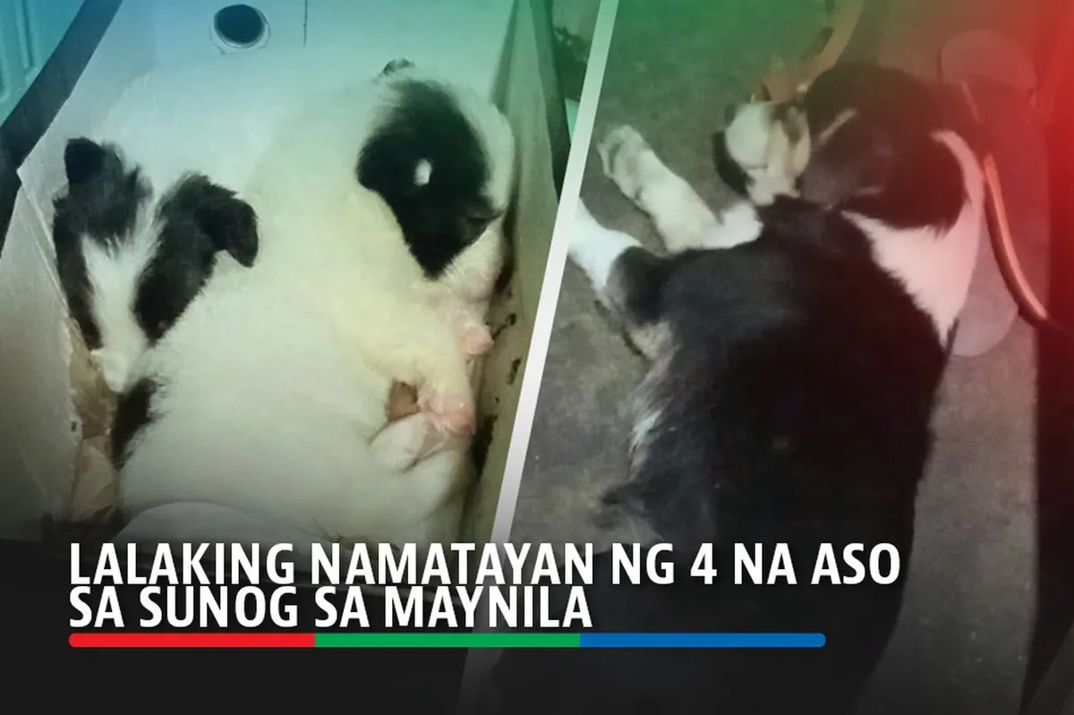 Lalaking namatayan ng 4 na aso sa sunog, sinariwa ang masasayang alaala ...