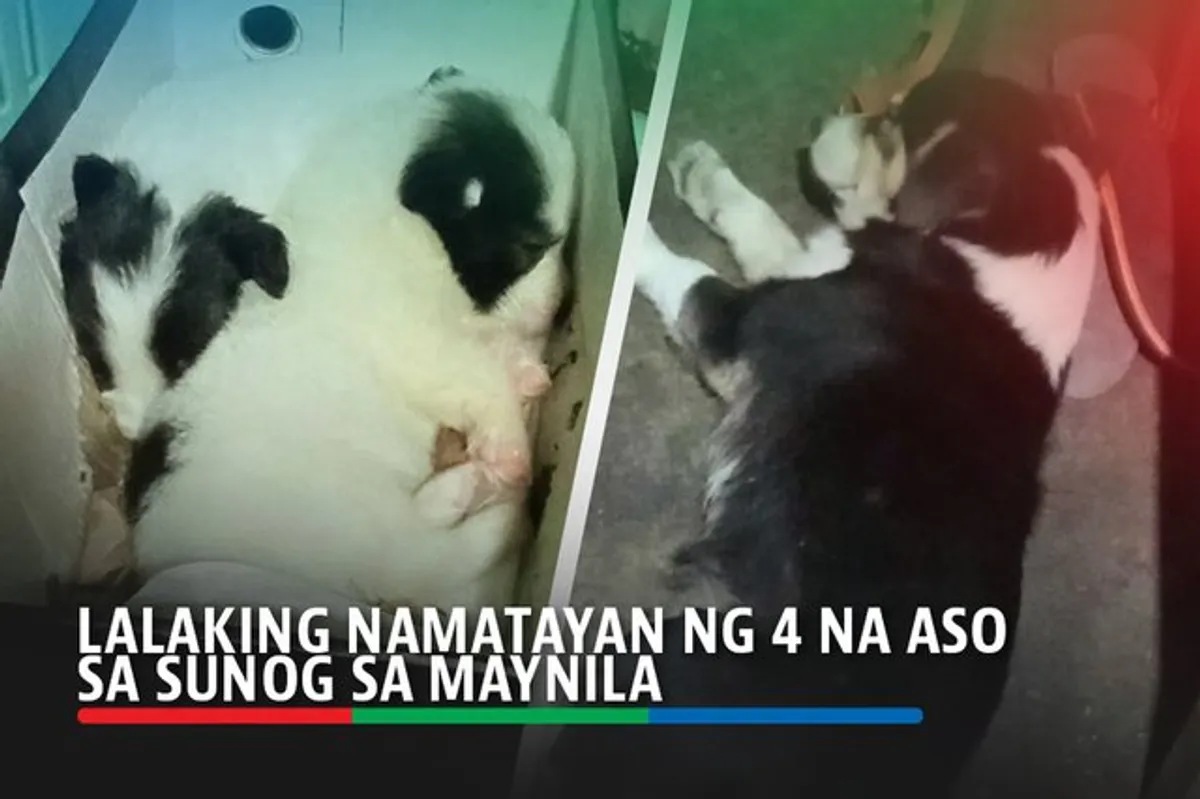 Lalaking namatayan ng 4 na aso sa sunog, sinariwa ang masasayang alaala ...