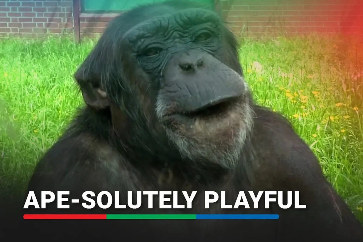 Apes playfully tease their friends just like us - study | ABS-CBN News