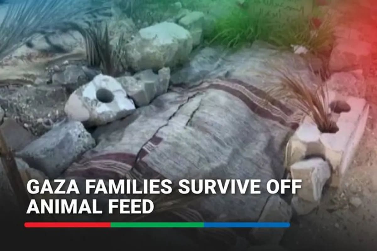 Gaza families survive off animal feed amid food shortage | ABS-CBN News