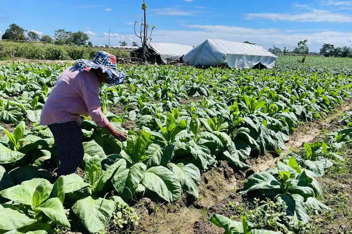 Isabela farmers shift from corn to tobacco, other crops to avoid El ...