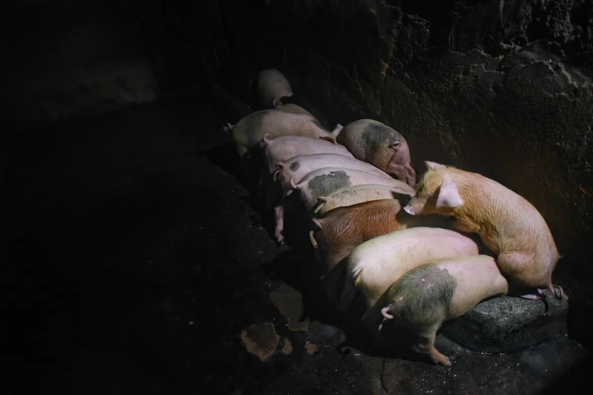 DA expects ASF vaccine approved in PH by late 2024 | ABS-CBN News