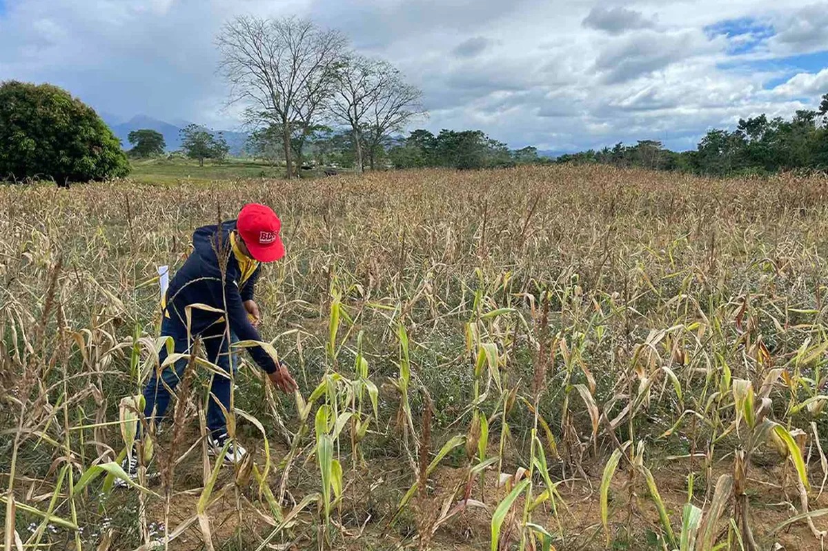 Corn farmers in Isabela badly hit by El Niño | ABS-CBN News
