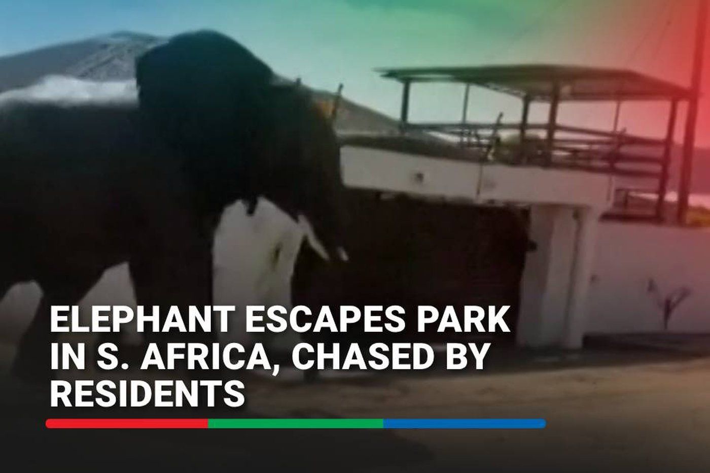 Elephant escapes park in S. Africa, chased by residents | ABS-CBN News