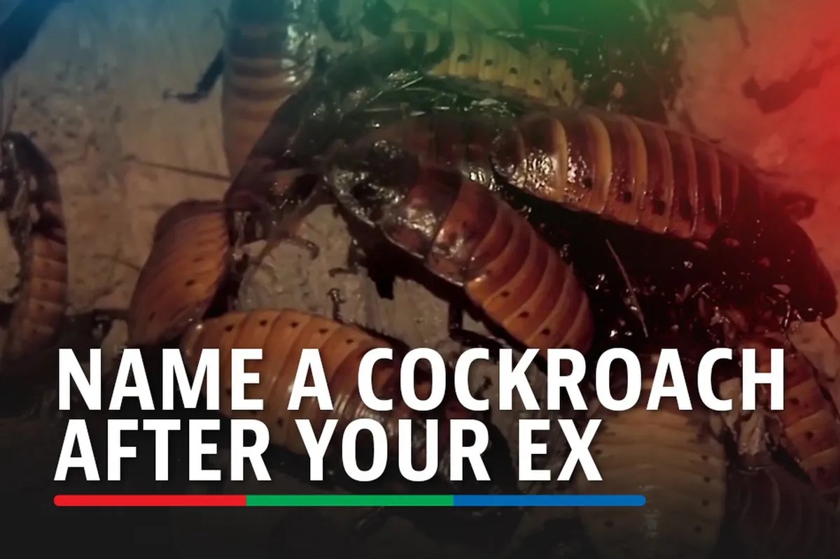 Got an ex that 'bugs' you? You can name a roach after them for ...