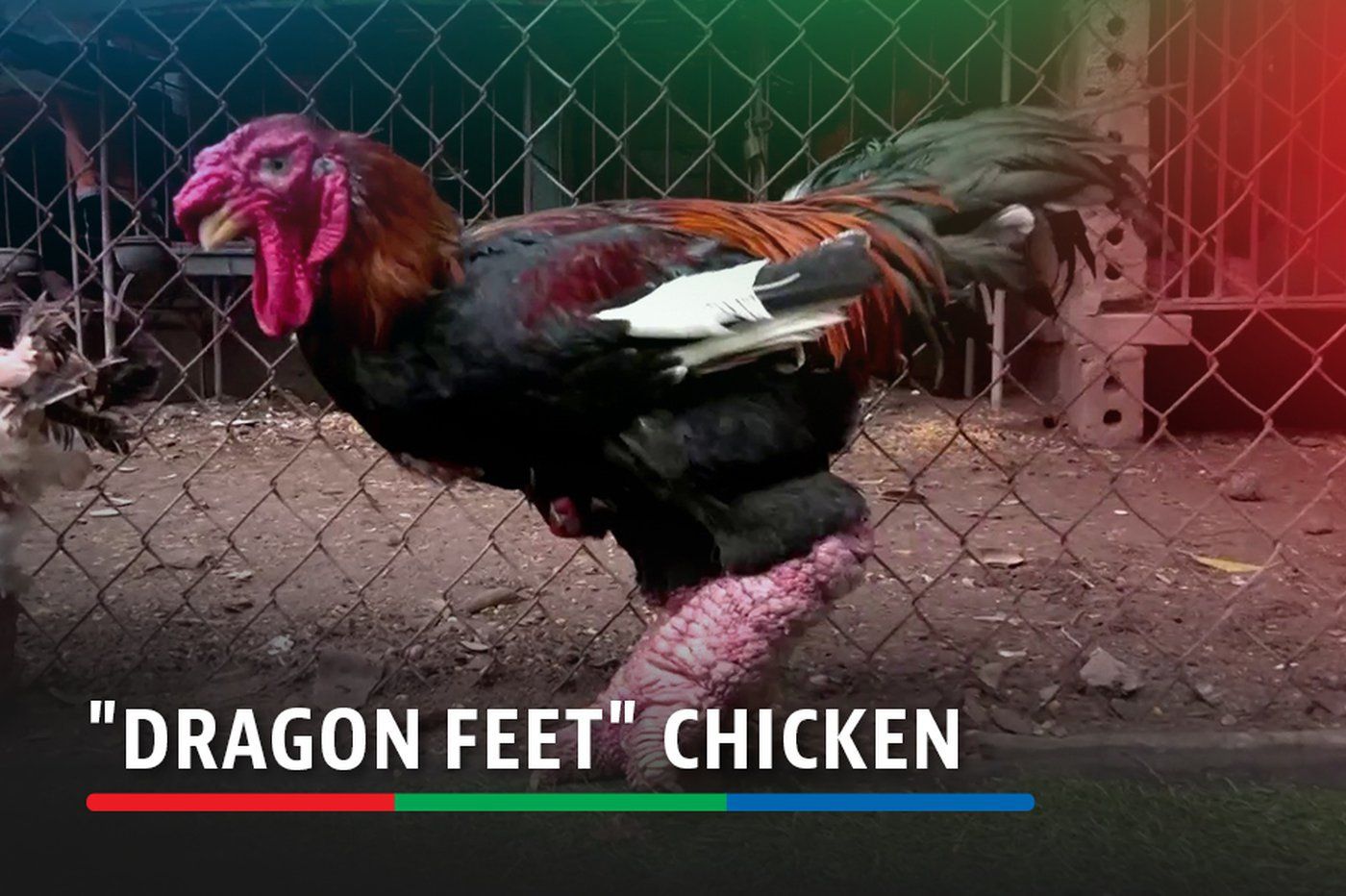 Meet Vietnam’s Lunar New Year delicacy: ‘dragon feet’ chickens | ABS ...
