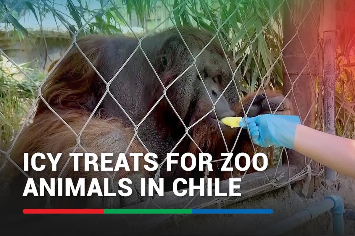 Chile's zoo animals get icy treats to battle heatwave | ABS-CBN News