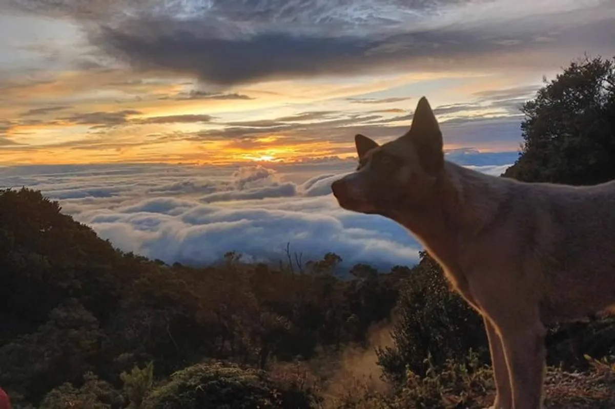 KILALANIN: Aspin na umaakyat ng Mount Apo | ABS-CBN News