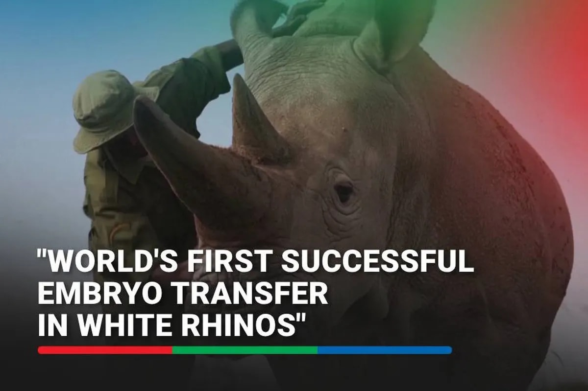 World's first successful embryo transfer could save northern white ...